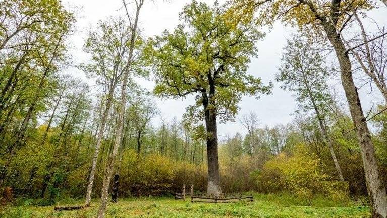 Gojaus ąžuolas - stambiausias Lietuvoje medis